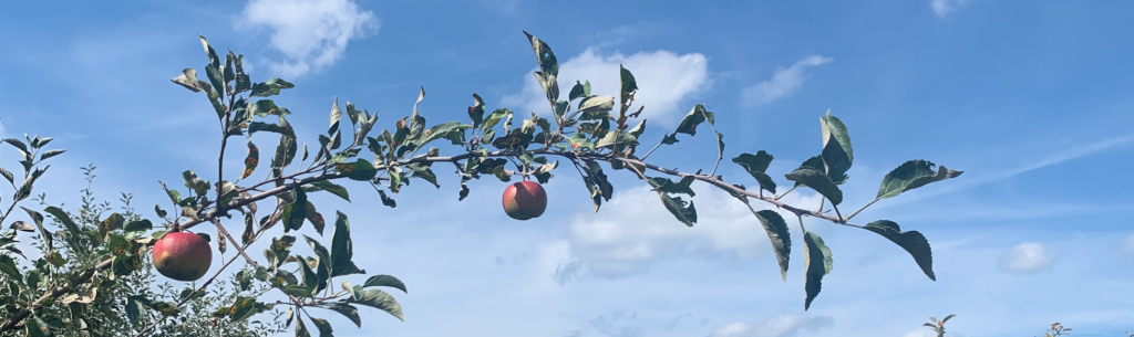 Harvest Time Orchards – Apple Picking for the Whole Family
